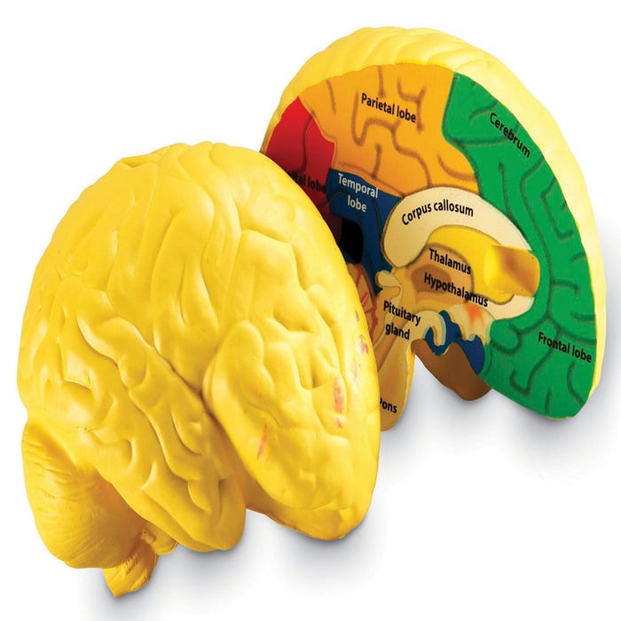 Human Brain Cross-Section Model