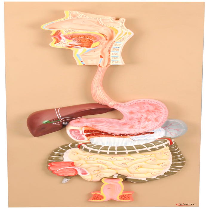 Eisco Model, Human Digestive System